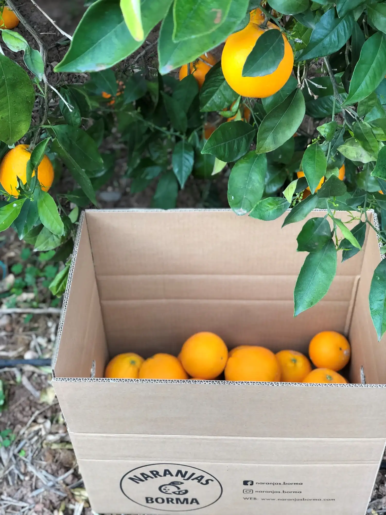 Naranjas directamente al agricultor - Naranjas Borma