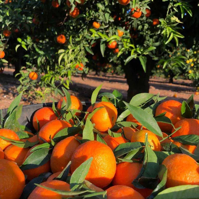 Mandarinas directamente al agricultor | Tienda online Borma